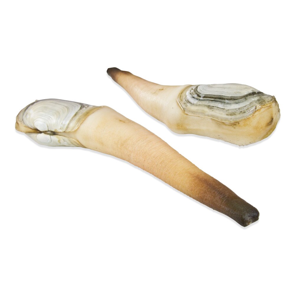 Live Geoducks Shipped Overnight | Marx Foods