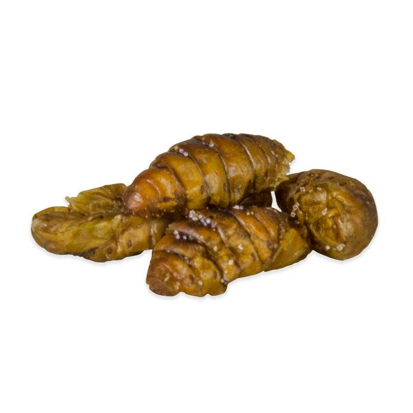 Are Silkworms Edible at Trent Lopez blog